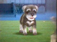 Miniature Schnauzer | Nintendogs Wiki | Fandom