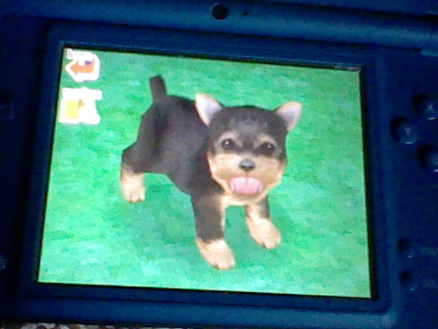 Yorkshire Terrier | Wiki Nintendogs pedia | Fandom