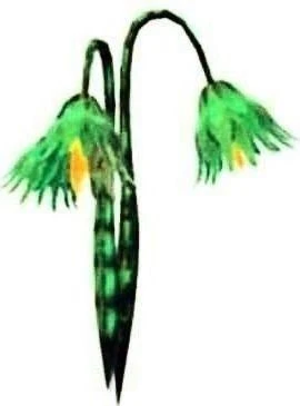 Nebyula | NMS Exobiology Wikia | Fandom