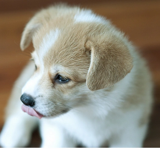Lightningpup | Noah's Dog Warriors RP Wiki | Fandom