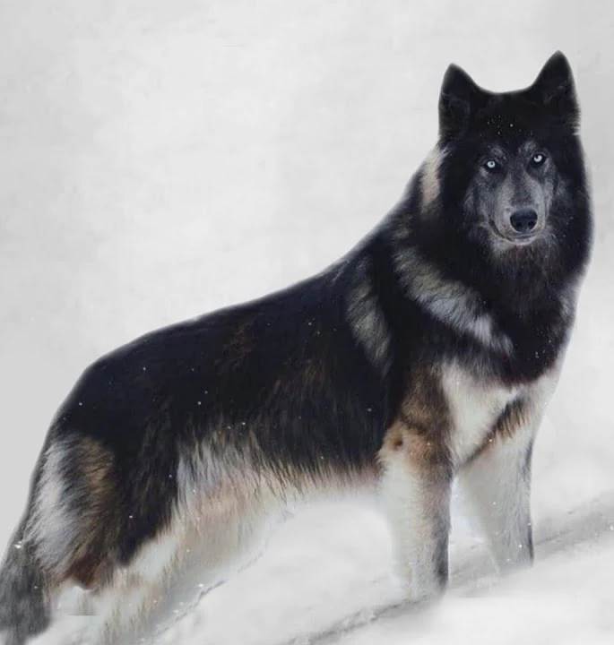 Hero | Noah's Dog Warriors RP Wiki | Fandom