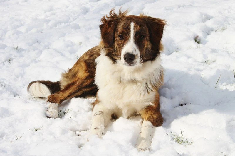 Waspnose | Noah's Dog Warriors RP Wiki | Fandom