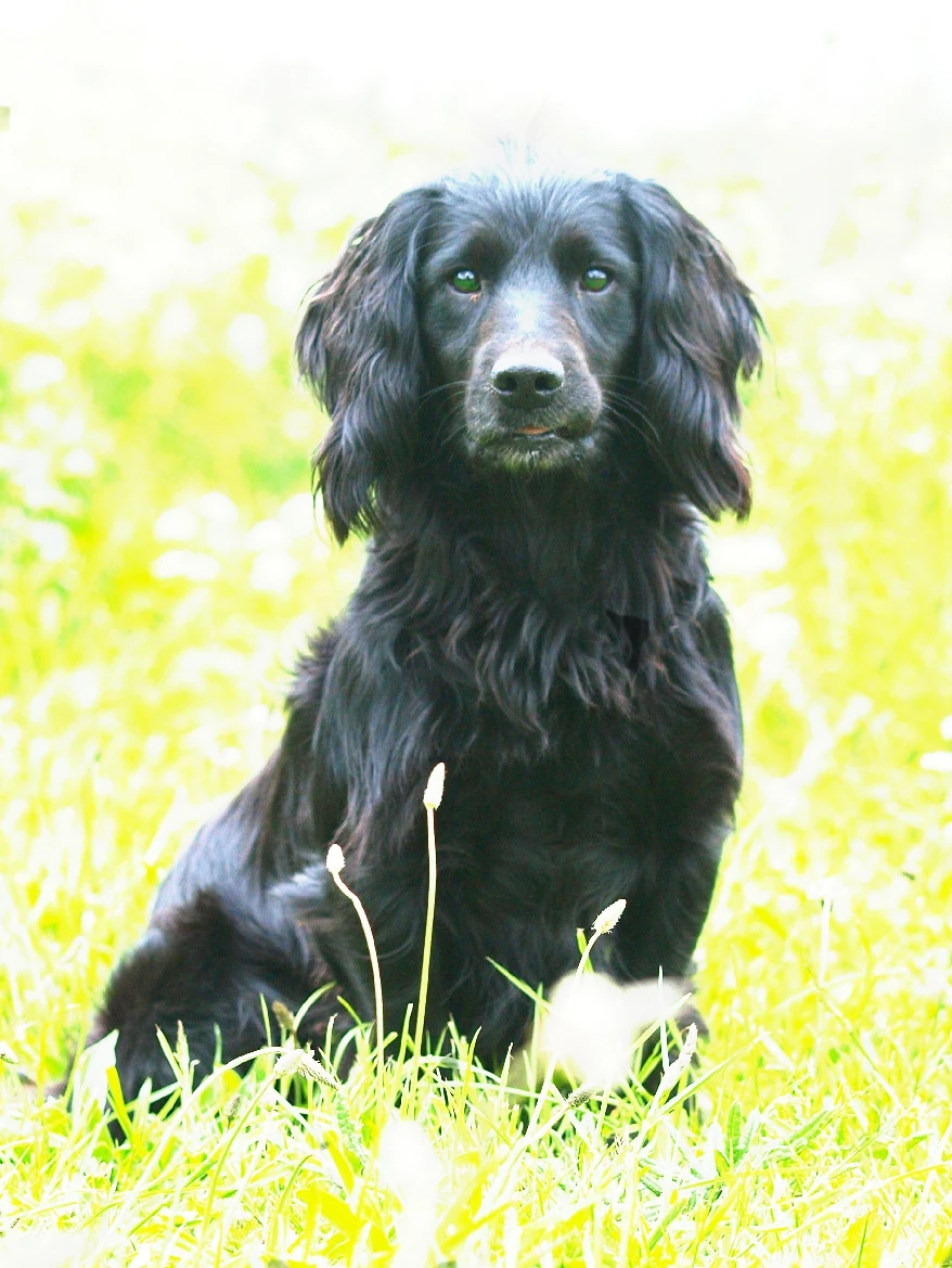 Princess Elana | Noah's Dog Warriors RP Wiki | Fandom