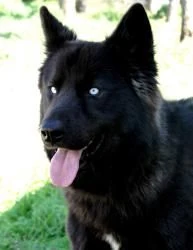 Nyx | Noah's Dog Warriors RP Wiki | Fandom