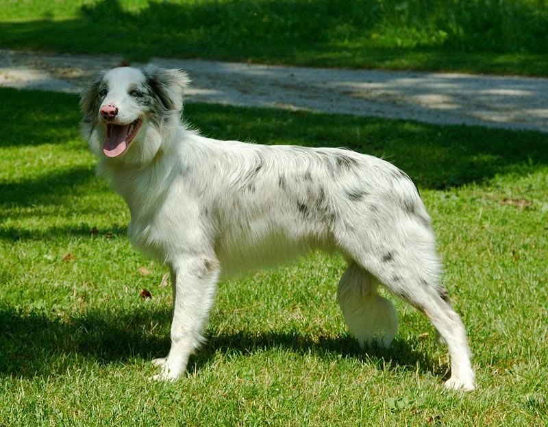 King Weinstein | Noah's Dog Warriors RP Wiki | Fandom