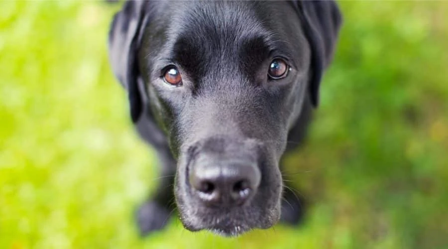 Nightsong | Noah's Dog Warriors RP Wiki | Fandom