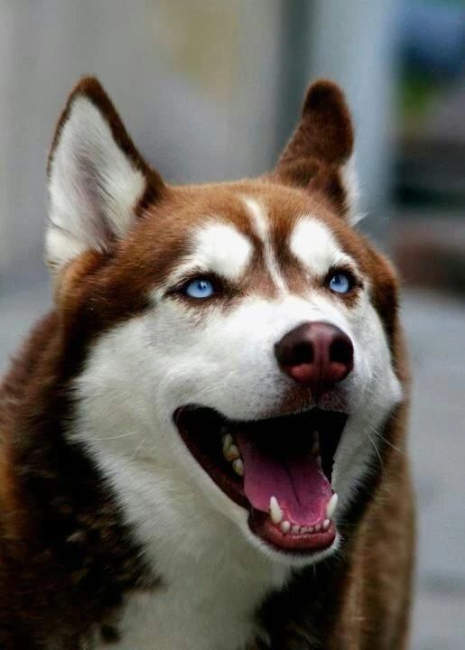 Hawktooth | Noah's Dog Warriors RP Wiki | Fandom