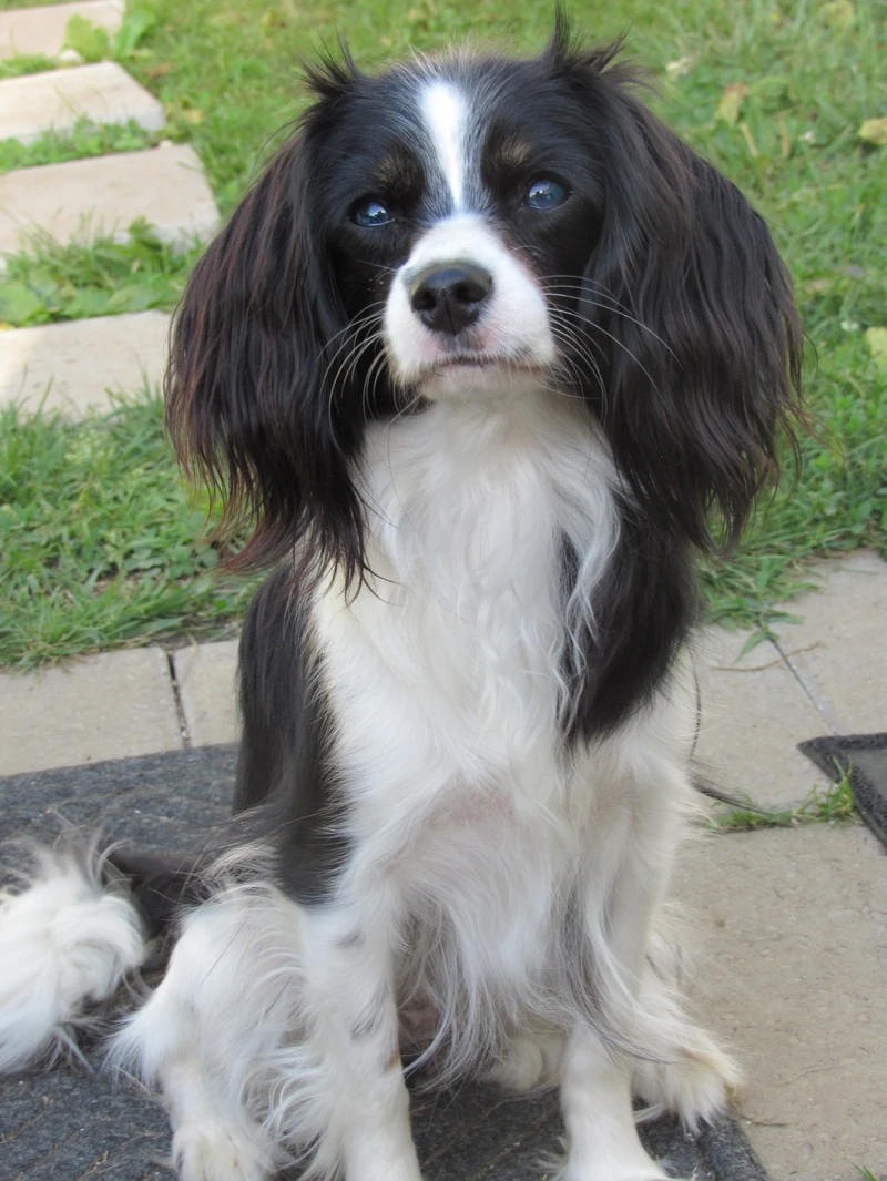 Prince Zach | Noah's Dog Warriors RP Wiki | Fandom