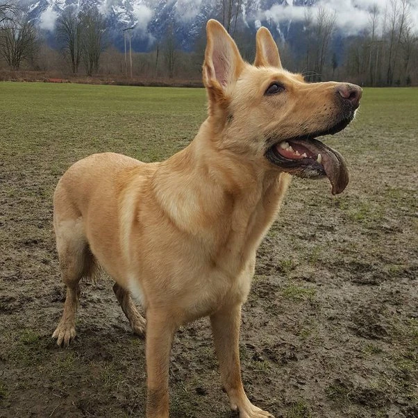 Princess Diana | Noah's Dog Warriors RP Wiki | Fandom