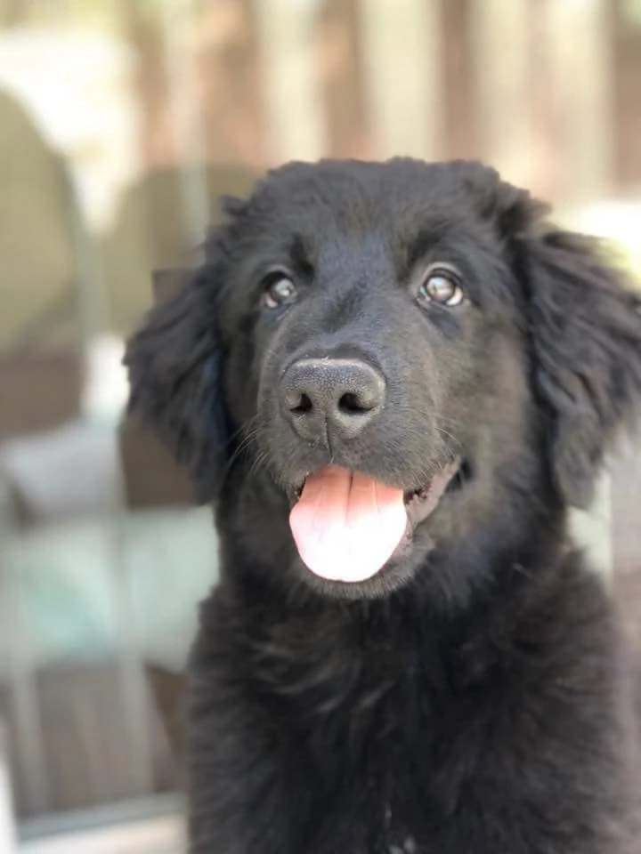 Stormfall | Noah's Dog Warriors RP Wiki | Fandom