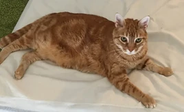 Bug the cat | NoCopyrightSounds Wiki | Fandom