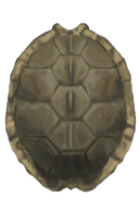 Sharpened Turtle Shell Shield | Nodiatis Wiki | Fandom
