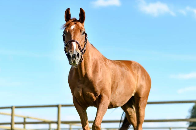 Equus | Wiki Enkidiev | Fandom