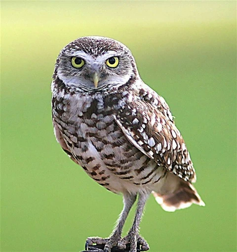 Angaro | Wiki Enkidiev | Fandom