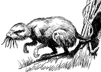 Zoog | Non-alien Creatures Wiki | Fandom