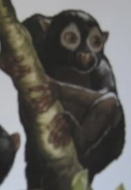 Burglar Monkey | Non-alien Creatures Wiki | Fandom