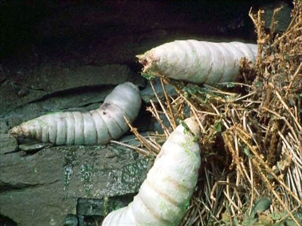 Mutated Maggot | Non-alien Creatures Wiki | Fandom