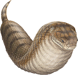 Tsuchinoko | Non-alien Creatures Wiki | Fandom