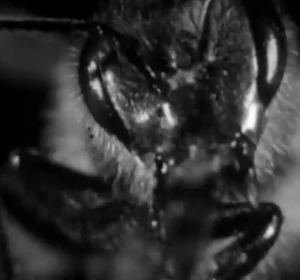 Regina | Non-alien Creatures Wiki | Fandom