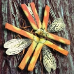 Spitfire Beetle | Non-alien Creatures Wiki | Fandom