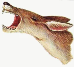 Khilla | Non-alien Creatures Wiki | Fandom