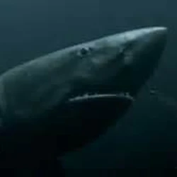 Mega Shark Vs Mecha Shark Gif