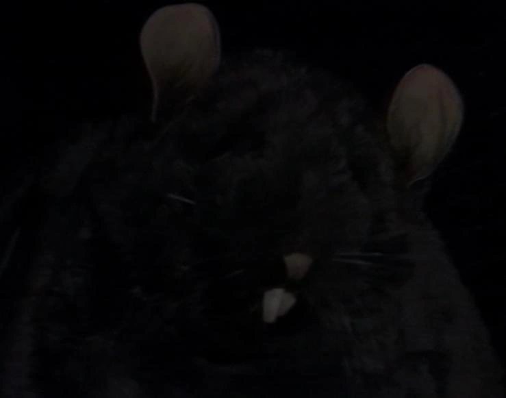 Giant Rat (Doctor Who) | Non-alien Creatures Wiki | Fandom