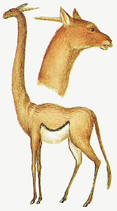 Long-necked Yippa | Non-alien Creatures Wiki | Fandom