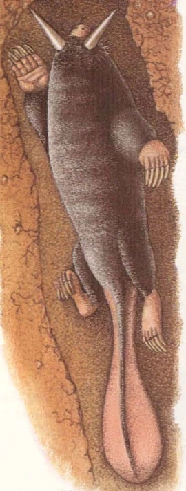 Tusked Mole | Non-alien Creatures Wiki | Fandom