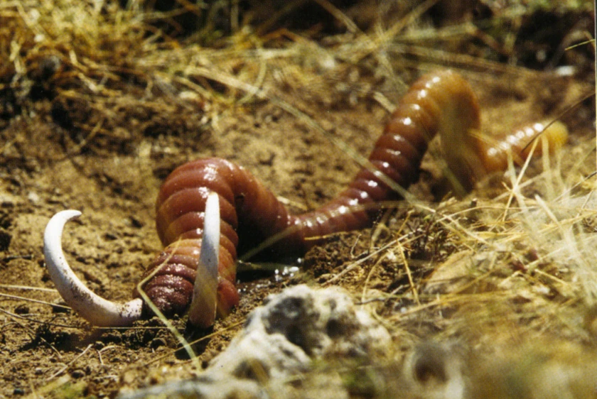 Wormoth | Non-alien Creatures Wiki | Fandom