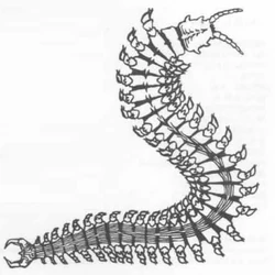 Giant Centipede (Dungeons & Dragons) | Non-alien Creatures Wiki | Fandom