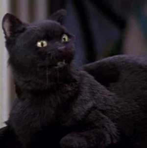 Salem Saberhagen | Non-alien Creatures Wiki | Fandom
