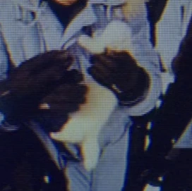 Snow Mongoose | Non-alien Creatures Wiki | Fandom