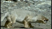 Snowstalker | Non-alien Creatures Wiki | Fandom