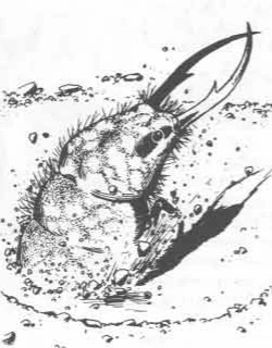 Ant Lion (Dungeons & Dragons) | Non-alien Creatures Wiki | Fandom