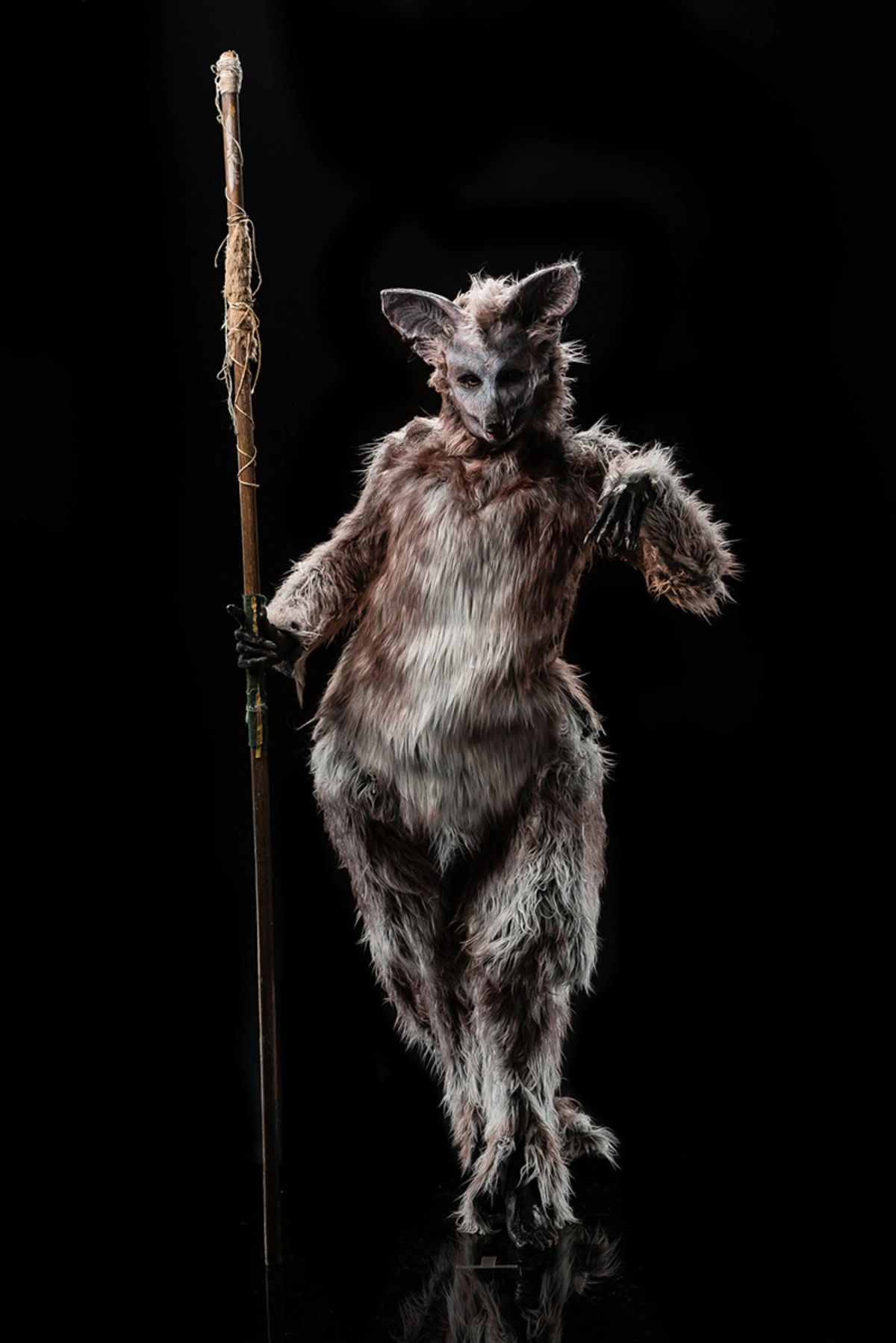 Coati/Fox Hybrid | Non-alien Creatures Wiki | Fandom