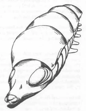 Aspis | Non-alien Creatures Wiki | Fandom