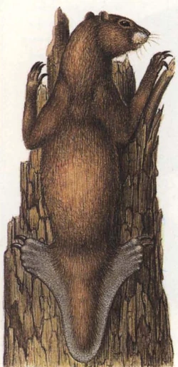 Beaver (After Man) | Non-alien Creatures Wiki | Fandom