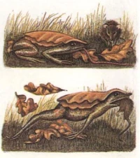 Oakleaf Toad | Non-alien Creatures Wiki | Fandom