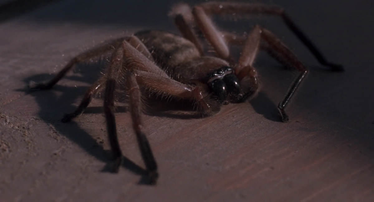 Spider (Arachnophobia) | Non-alien Creatures Wiki | Fandom
