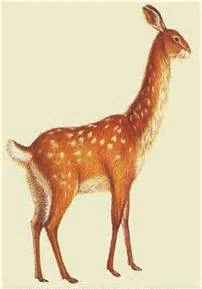 Rabbuck | Non-alien Creatures Wiki | Fandom