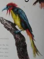 Dapper Crow | Non-alien Creatures Wiki | Fandom