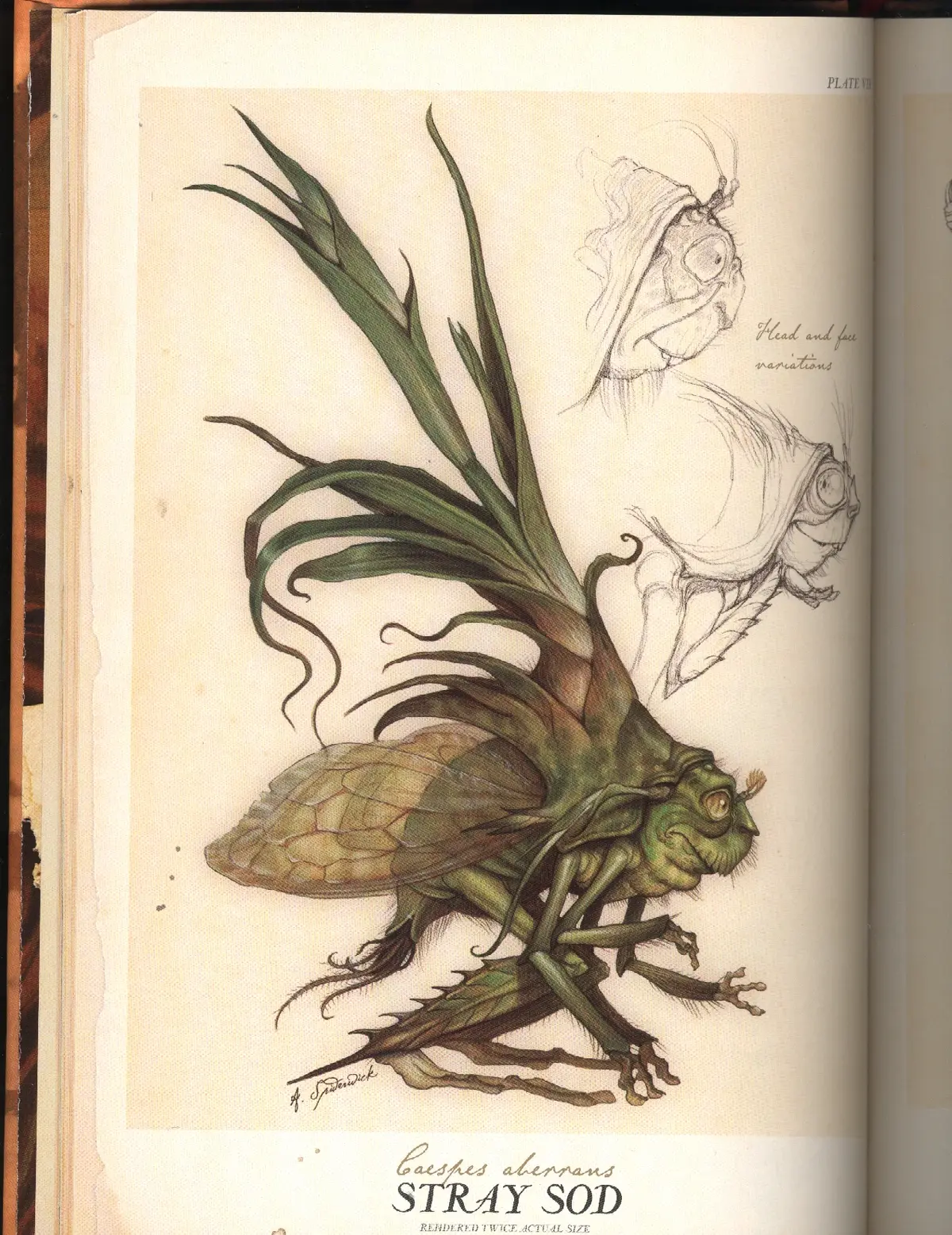 Stray Sod | Non-alien Creatures Wiki | Fandom