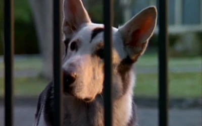 Atomic Dog | Non-alien Creatures Wiki | Fandom