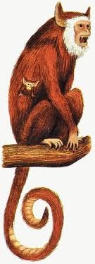 Chuckaboo | Non-alien Creatures Wiki | Fandom