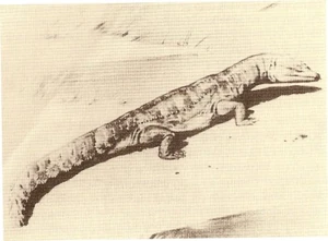 Buru | Non-alien Creatures Wiki | Fandom