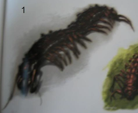 Megapede dereponecis | Non-alien Creatures Wiki | Fandom