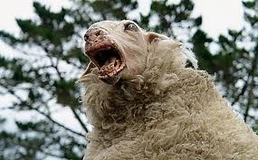 Killer mutant zombie sheep | Non-Disney Wiki | Fandom