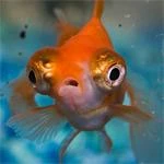 Goldfish Avatar | Noob Avatar Club Wiki | Fandom