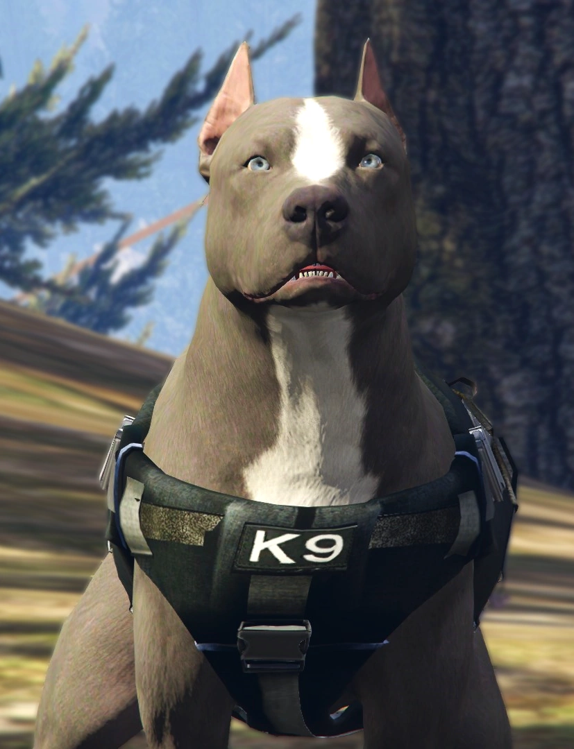Gta 5 Pitbull